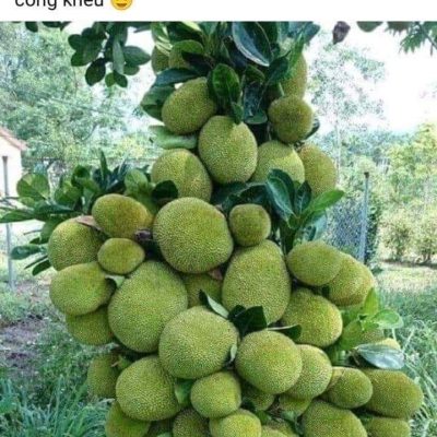 Cây Na Thái – Trung tâm Thực nghiệm và đào tạo nghề